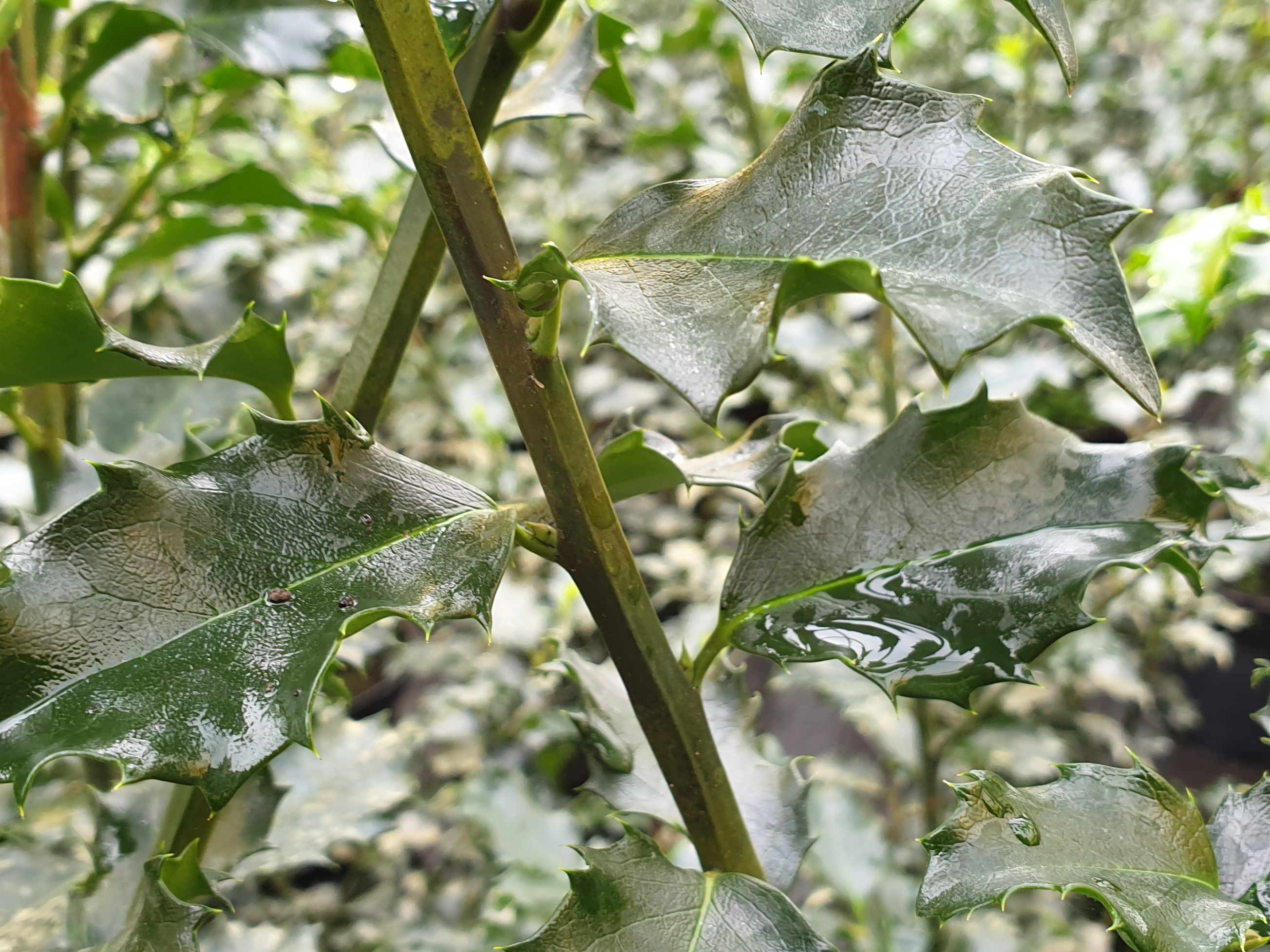 Hier kaufen: immergrüner Ilex Blue Angel mit 100 % Anwachsgarantie