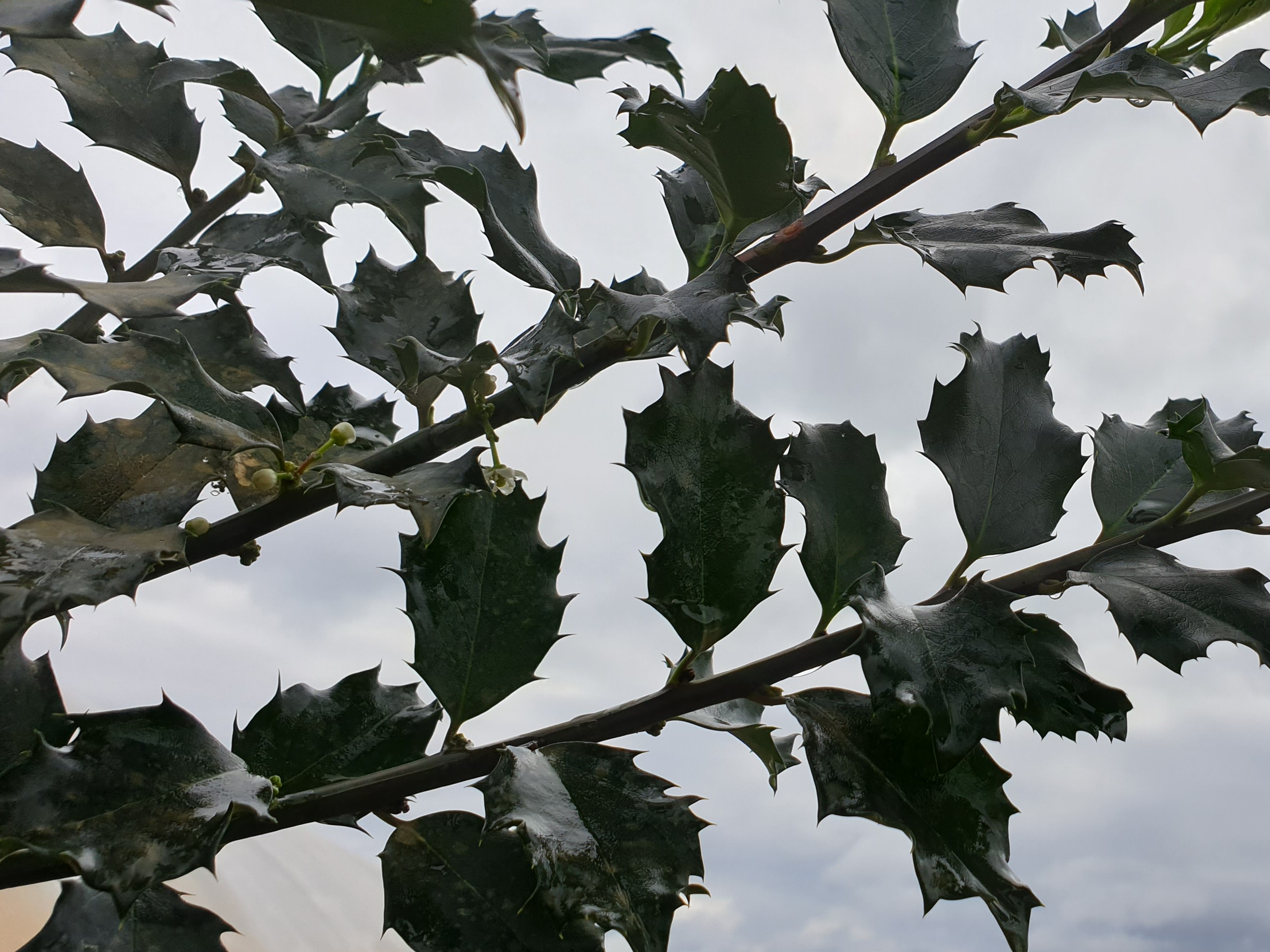 Hier kaufen: immergrüner Ilex Blue Angel mit 100 % Anwachsgarantie