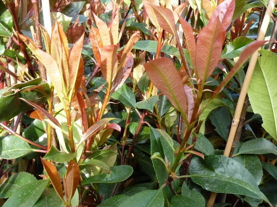 Hecke aus "Rote Glanzmispel", 80-100 cm | im 3L Container | immergrün