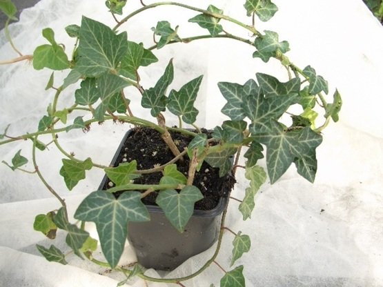 Hedera helix, Efeu im 0,5L Topf, 1,69 Euro