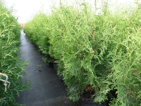 Thuja Columna, 125-150cm, Topfware, 24,99 Euro, mit Anwachsgarantie